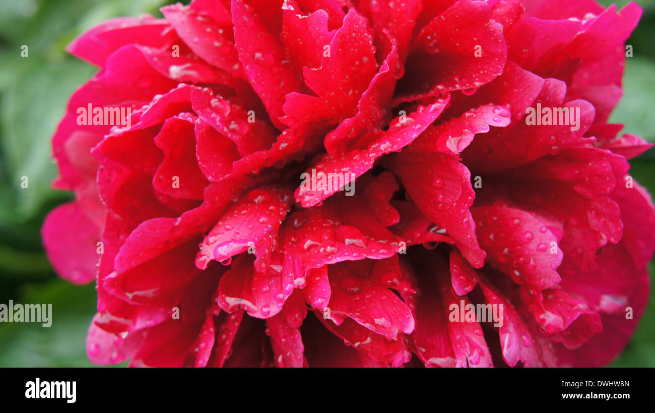 Close up of a Peony Rose Stock Photo - Alamy