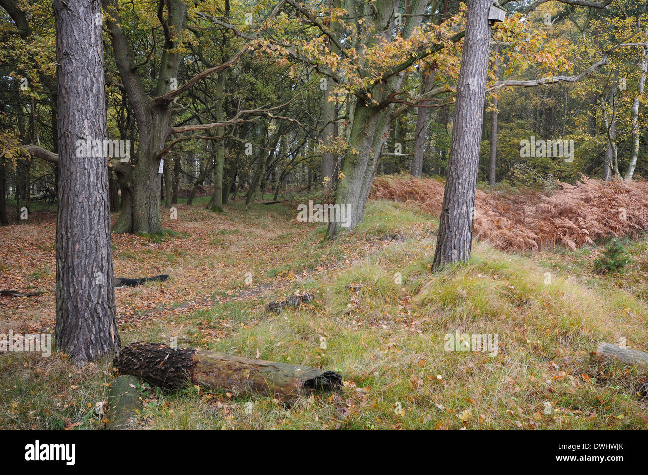 Rabbit warren hi-res stock photography and images - Alamy