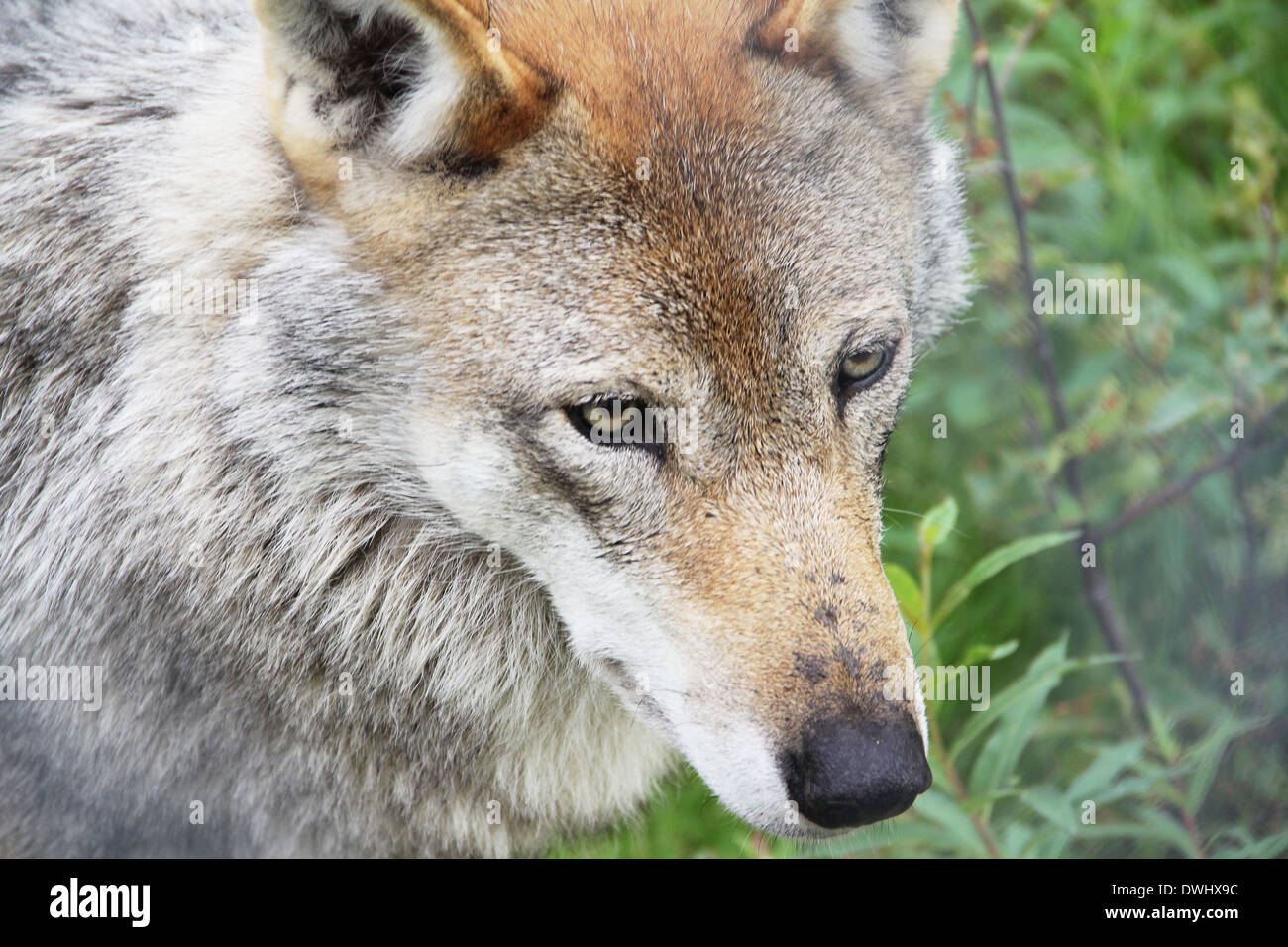 Close-up poatrait od Wild Gray Wolf in forest Stock Photo - Alamy