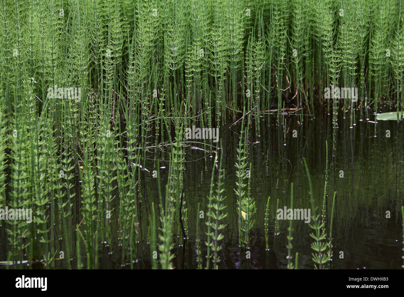 Pond with water plants natural background Stock Photo - Alamy