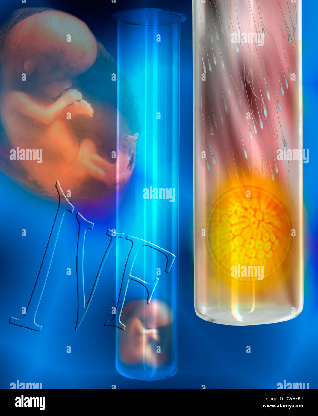 Zygote to fetus hi-res stock photography and images - Alamy