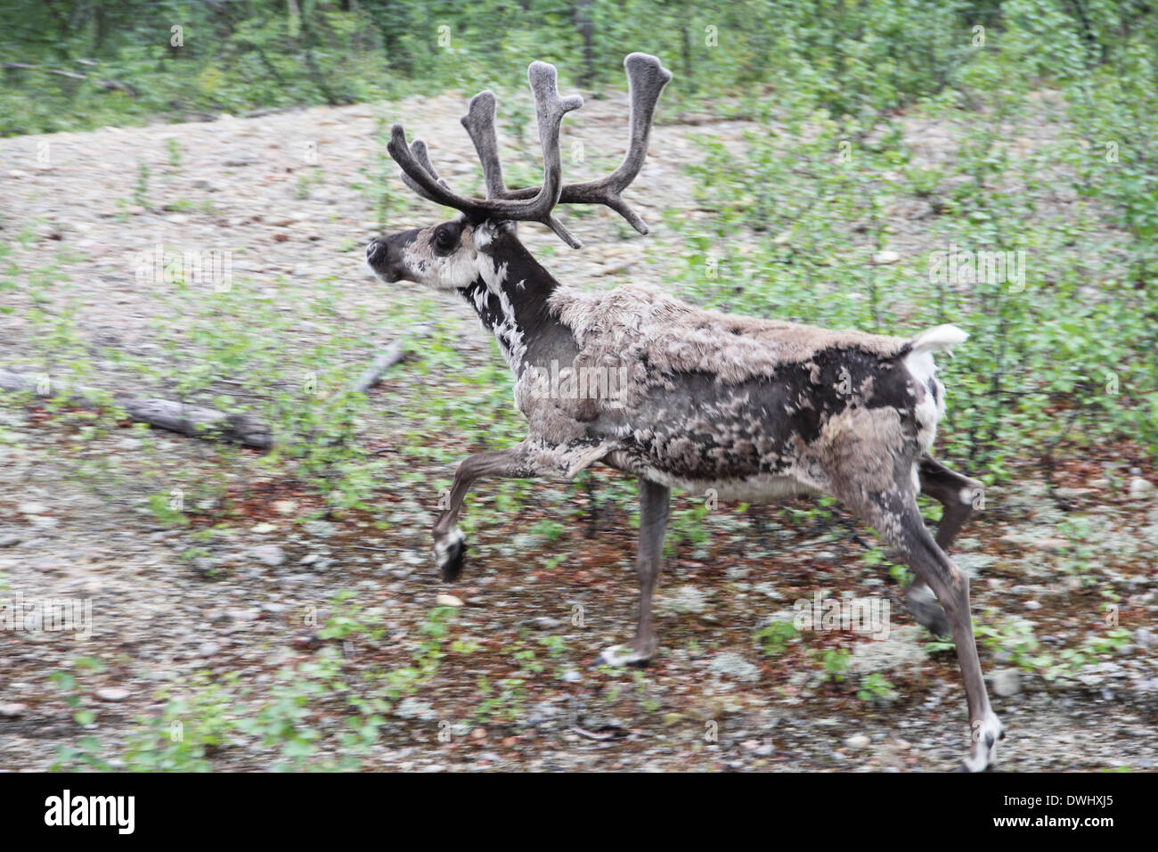 White fallow deer large antlers hi-res stock photography and images - Alamy