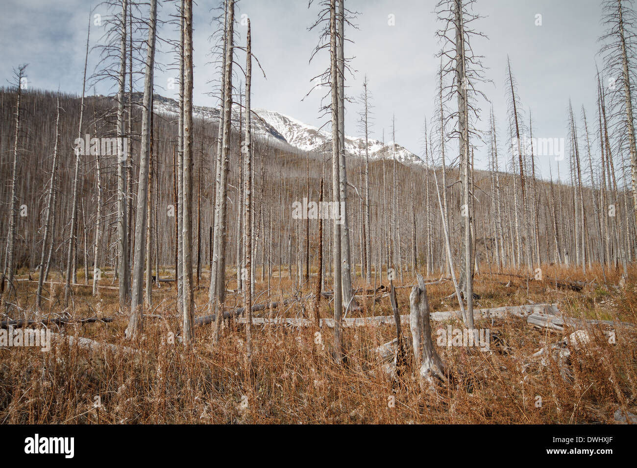 Forest regeneration after forest fire hi-res stock photography and ...