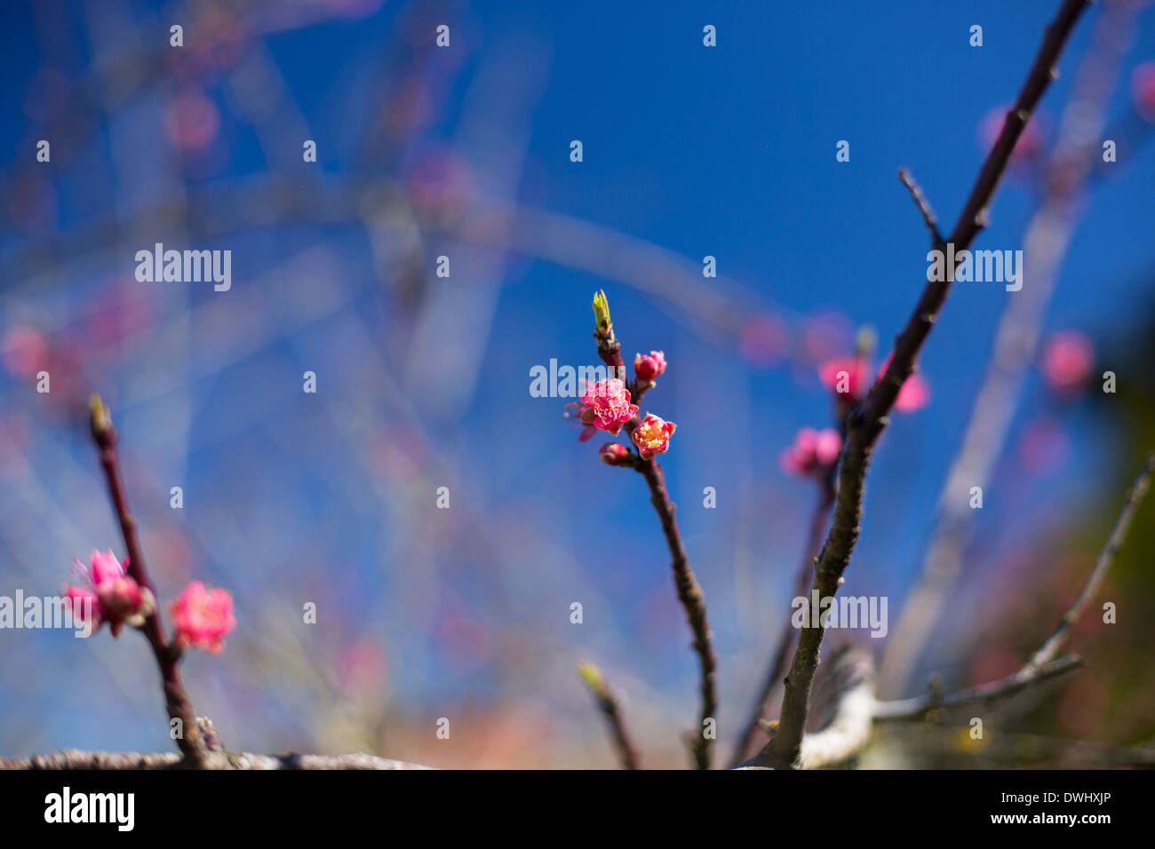 Flowers background hi-res stock photography and images - Alamy