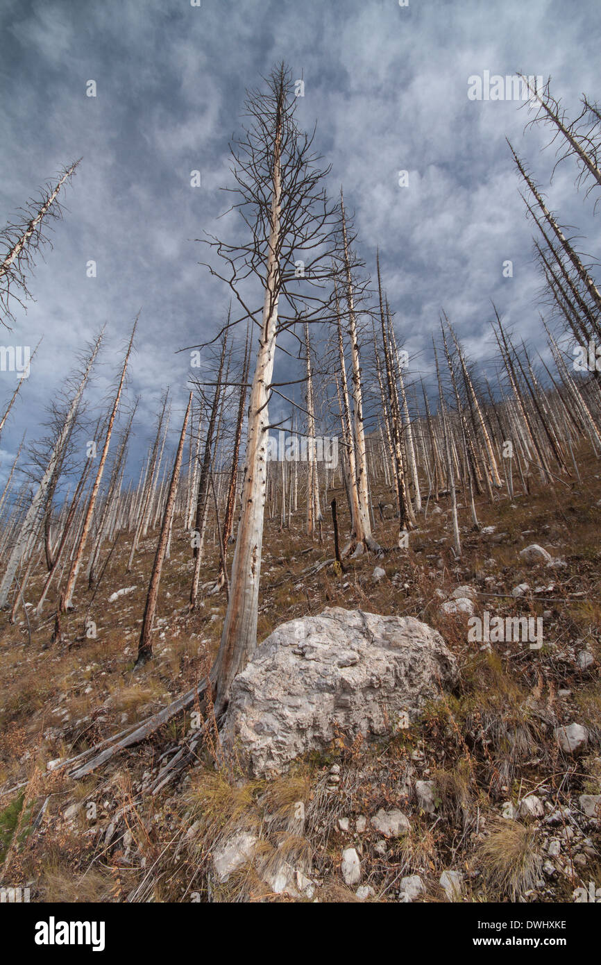 A snag forest reaches towards the sky in Montana's Bob Marshall ...