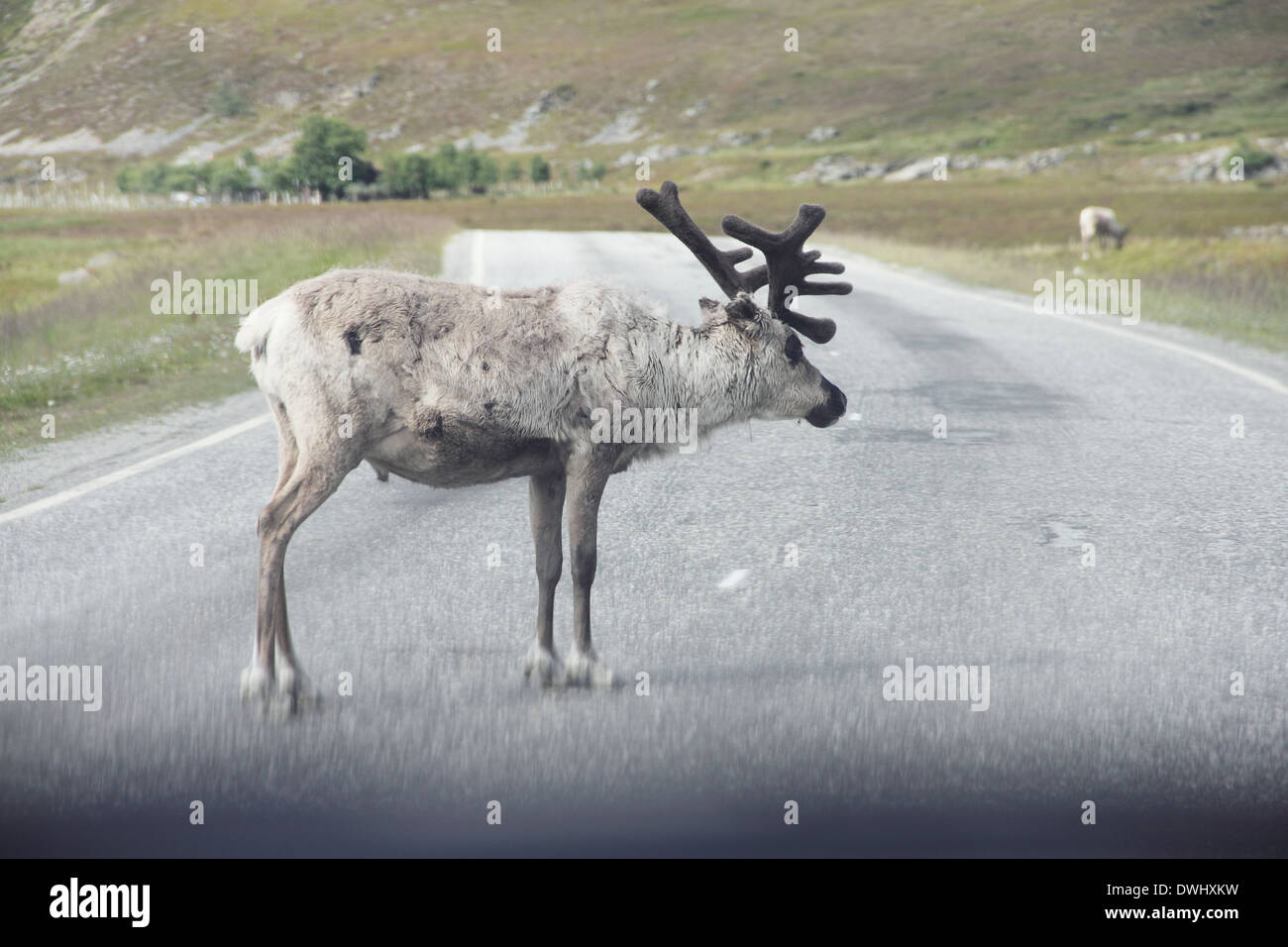 Elk crossing road hi-res stock photography and images - Alamy