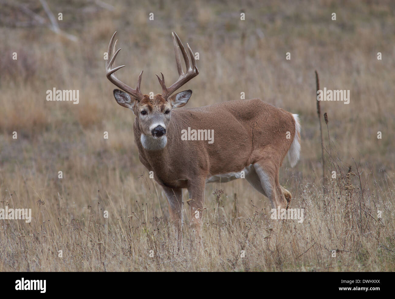 Old buck hi-res stock photography and images - Alamy