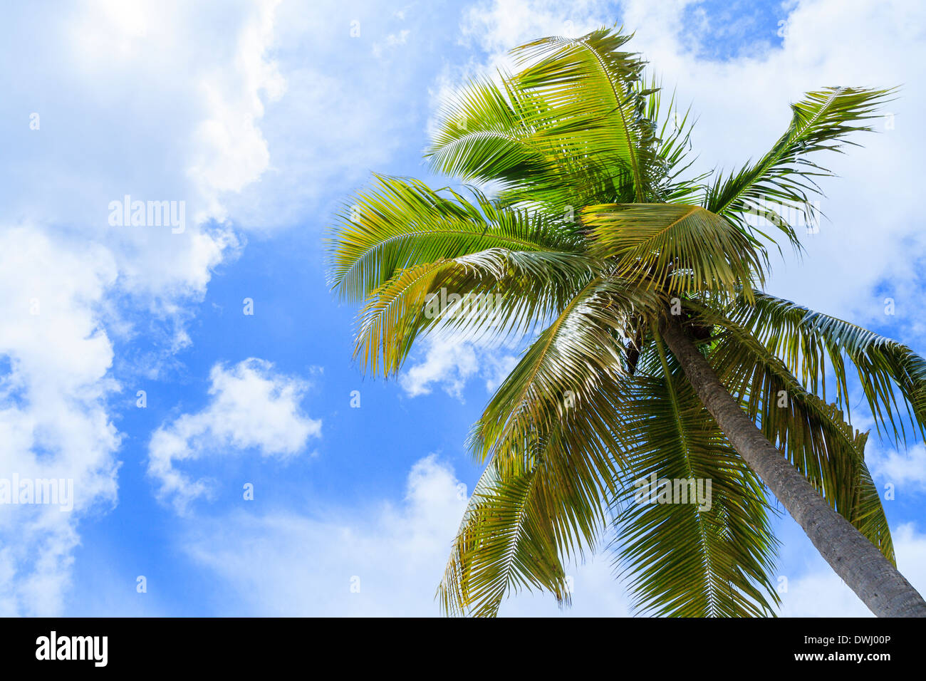 Palm Tree, Magen's Bay Beach, St. Thomas, US Virgin Islands Stock Photo ...