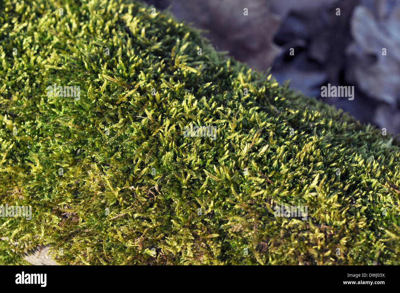 Green moss on bark tree in spring forest closeup Stock Photo - Alamy