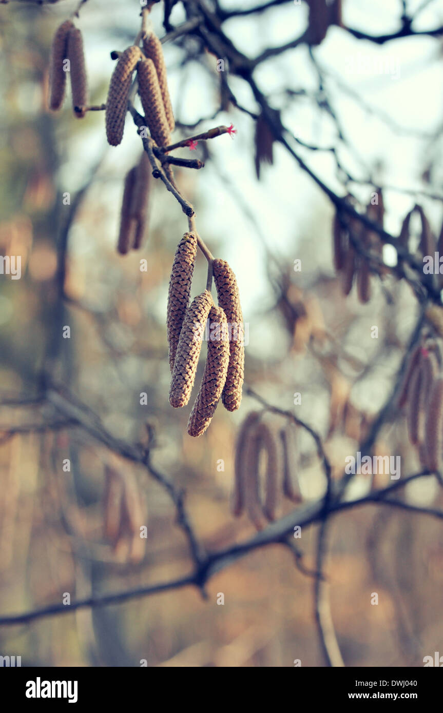 Birch twigs in spring forest closeup Stock Photo - Alamy