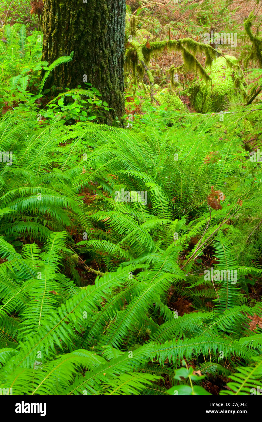 Ancient forest on Kentucky Falls Trail with sword fern, Kentucky Falls ...
