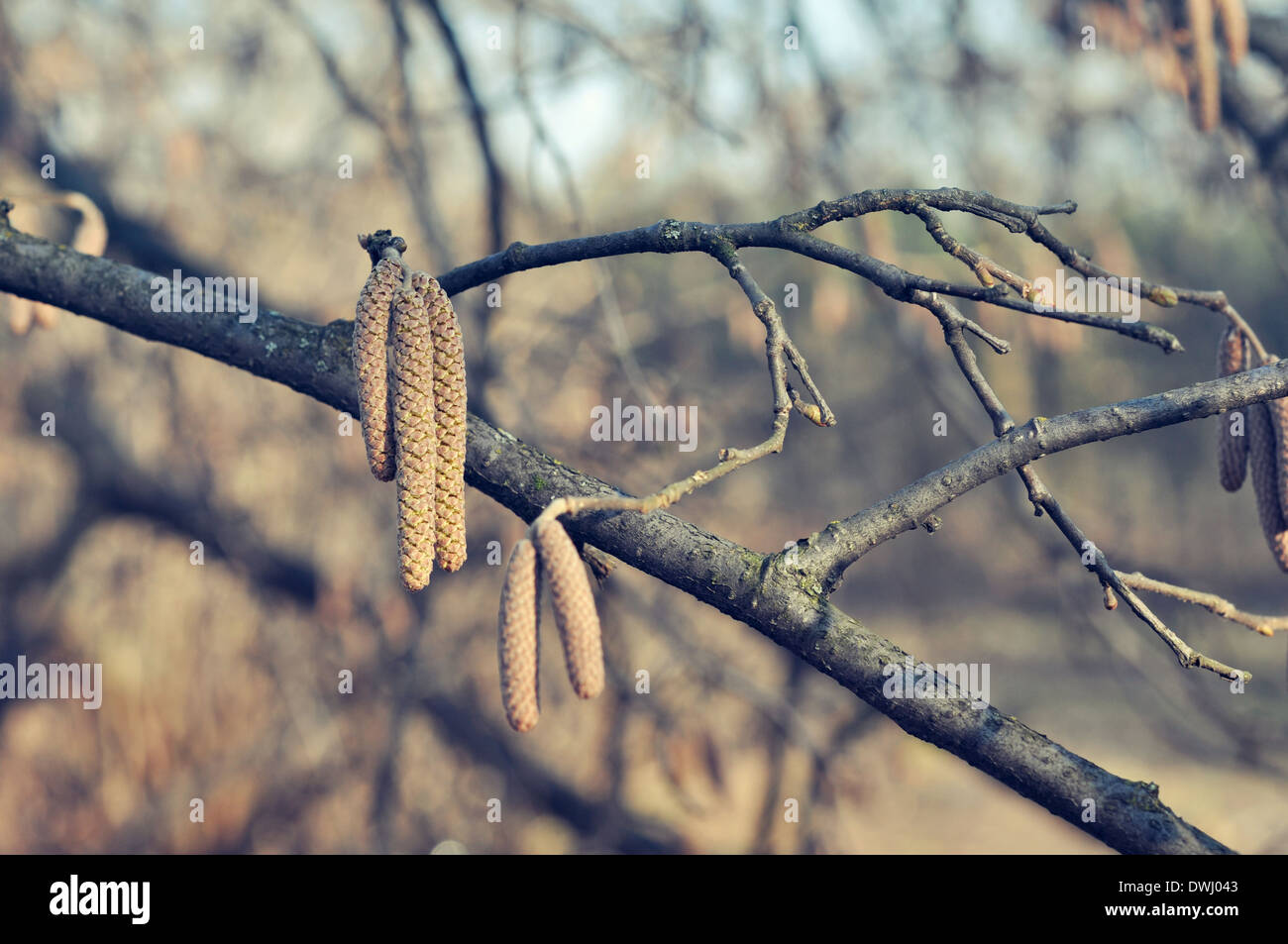 Birch twigs hi-res stock photography and images - Alamy