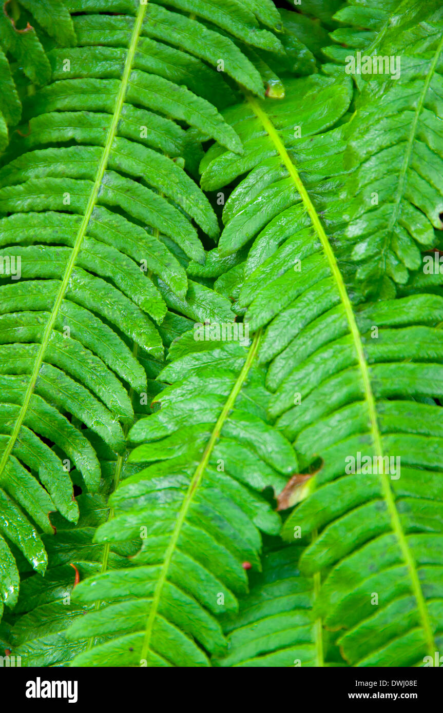 Deer fern (Blechnum spicant) along Drift Creek Falls Trail, Siuslaw ...