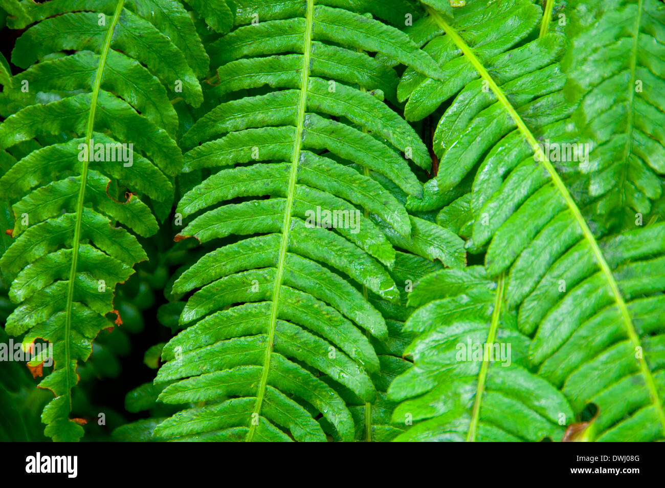 Deer fern (Blechnum spicant) along Drift Creek Falls Trail, Siuslaw ...