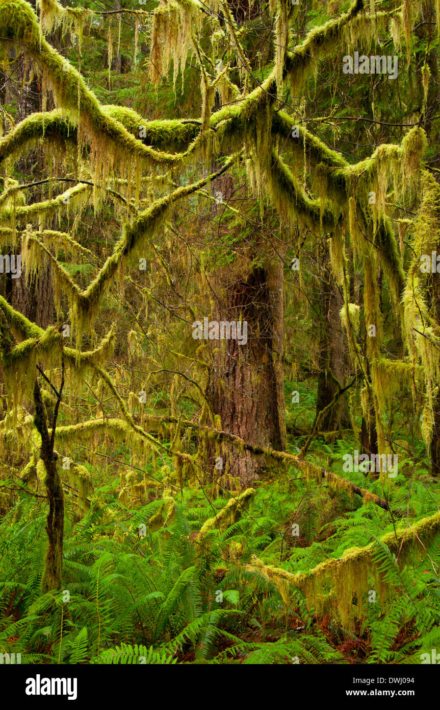 Forest along Drift Creek Falls Trail, Siuslaw National Forest, Oregon ...