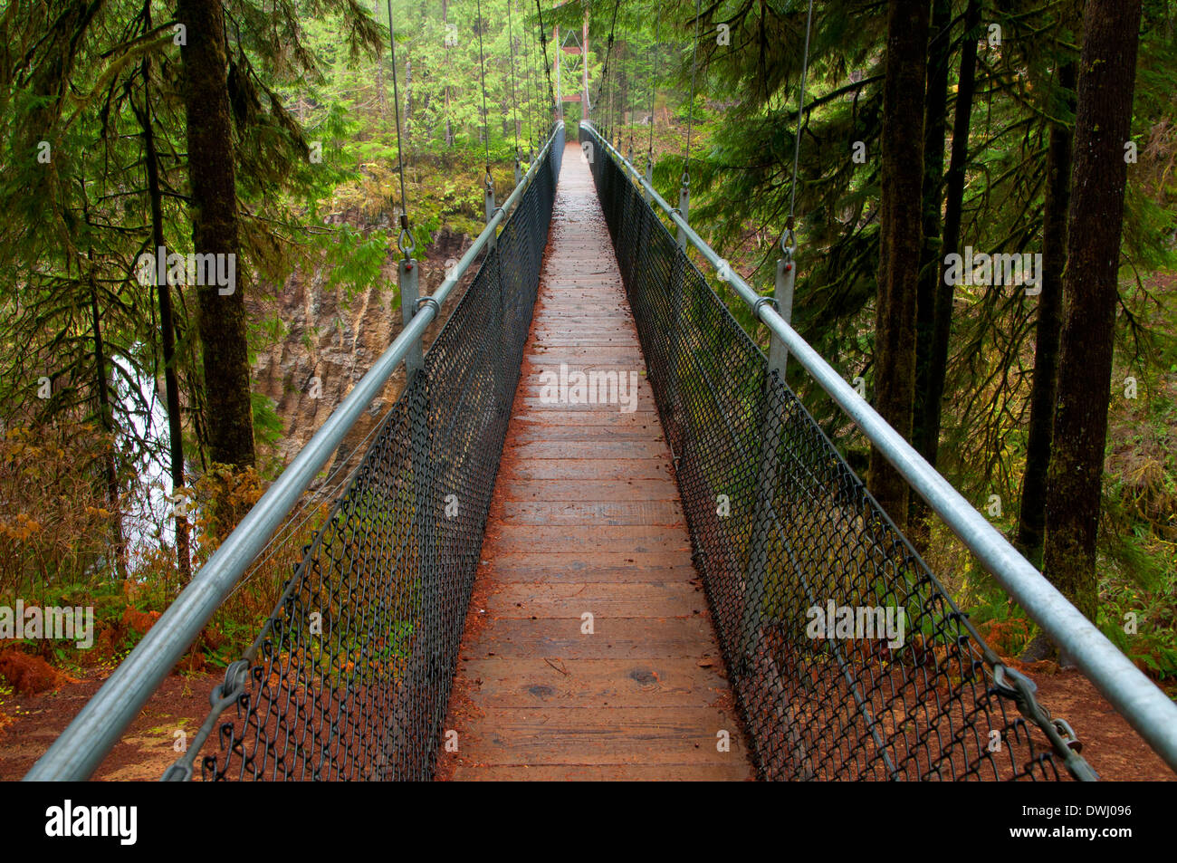 Hiker suspension bridge on Drift Creek Falls Trail, Siuslaw National ...