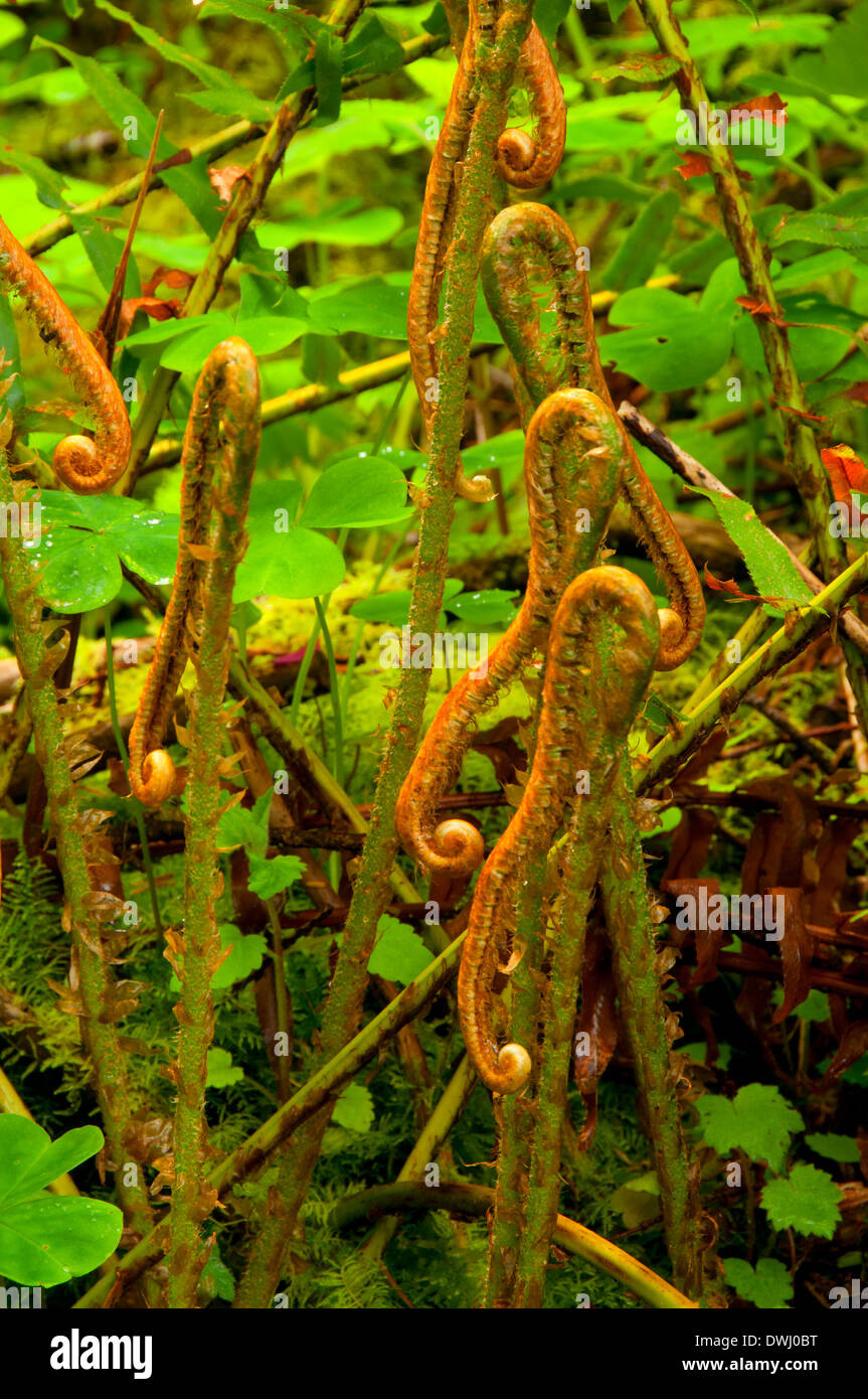 Western sword fern (Polystichum munitum) along Harris Ranch Trail ...