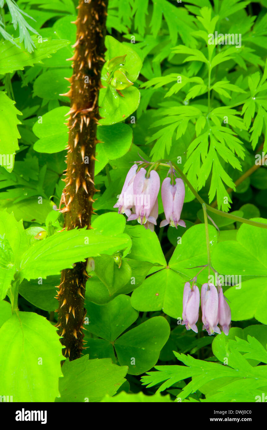 Bleeding heart along Harris Ranch Trail, Drift Creek Wilderness ...