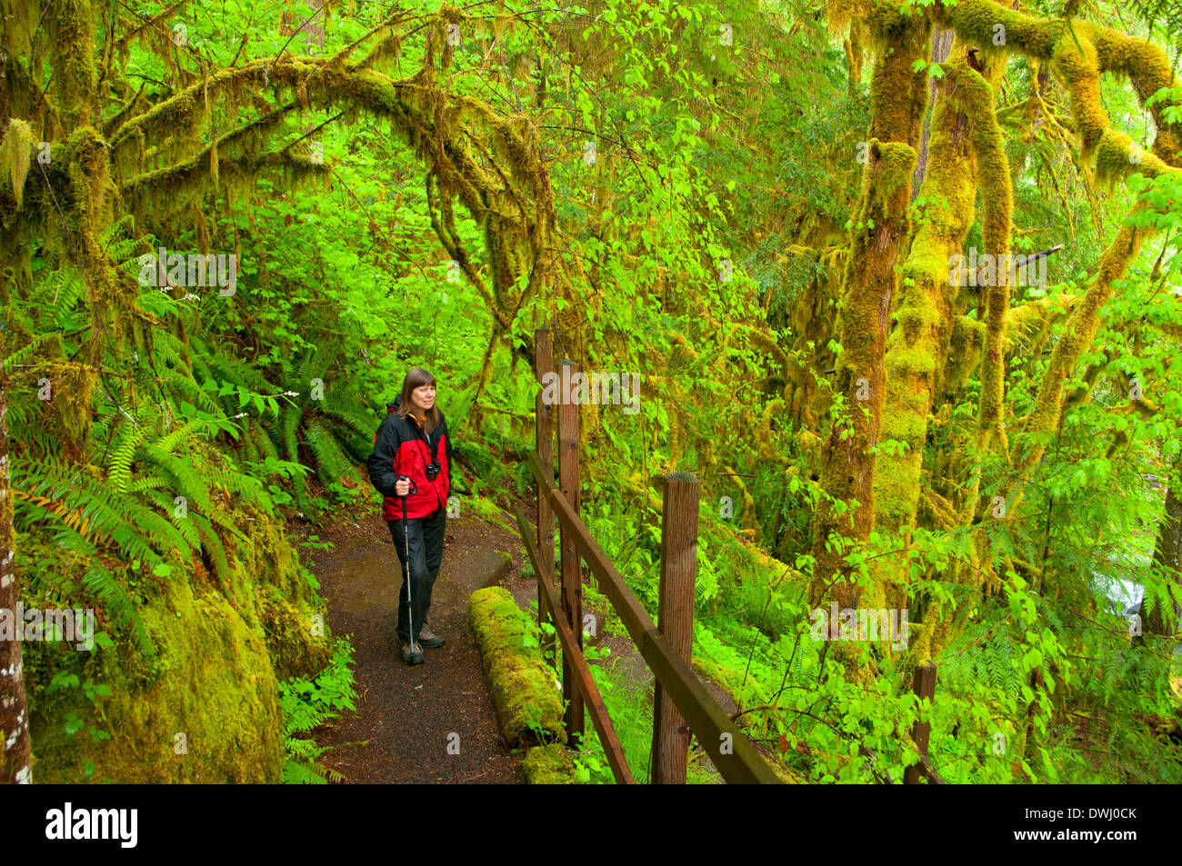 Alsea Falls Trail, Alsea Falls Recreation Site, South Fork Alsea River ...