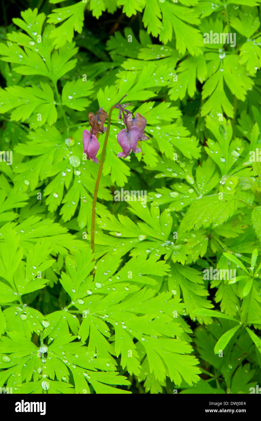 Bleeding heart along Alsea Falls Trail, Alsea Falls Recreation Site ...
