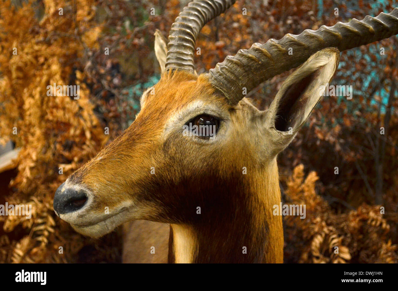 Antelope in the Zoology Museum Stock Photo - Alamy