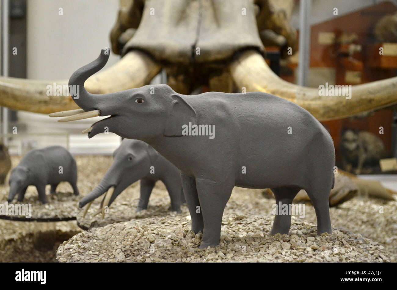 Elephants skull hi-res stock photography and images - Alamy