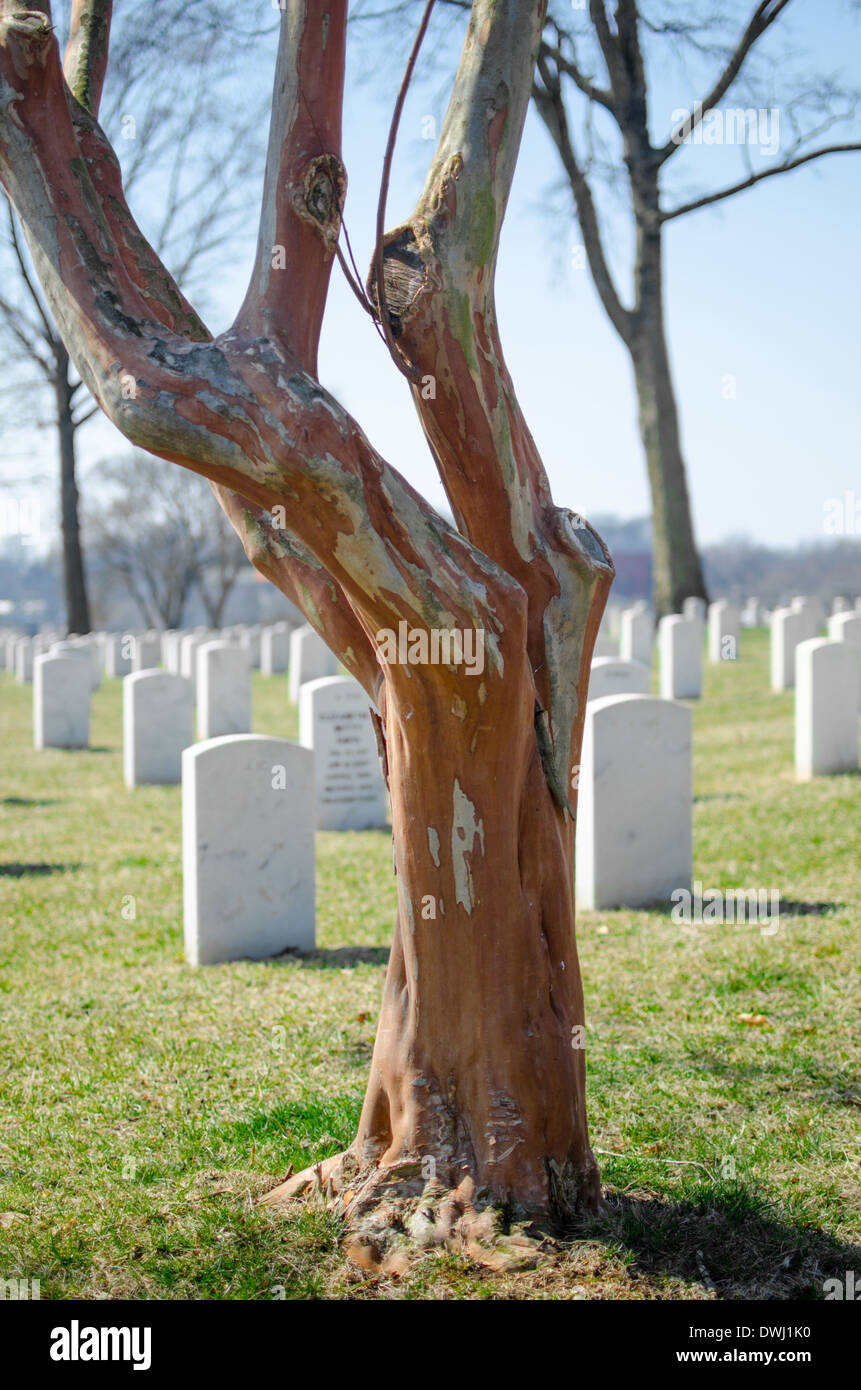Tree plots hi-res stock photography and images - Alamy