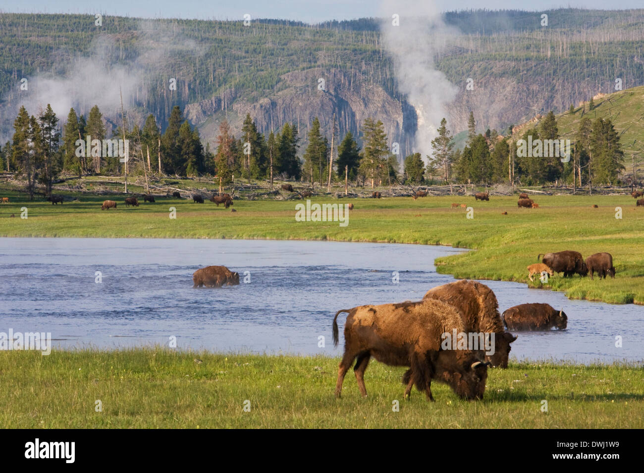 Bison yellowstone landscape hi-res stock photography and images - Alamy