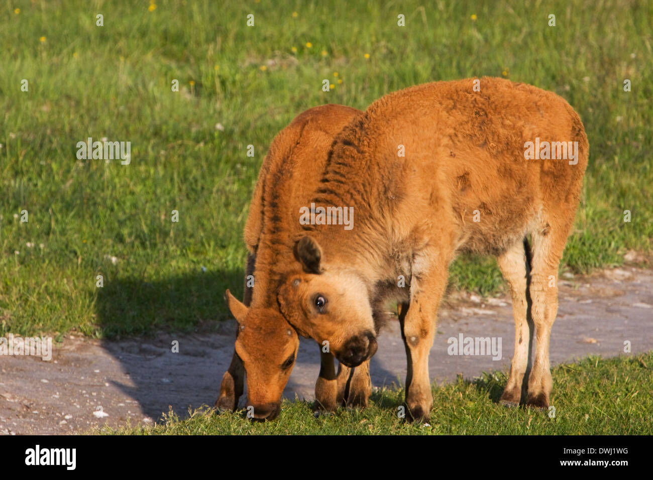 Beefalo Calves