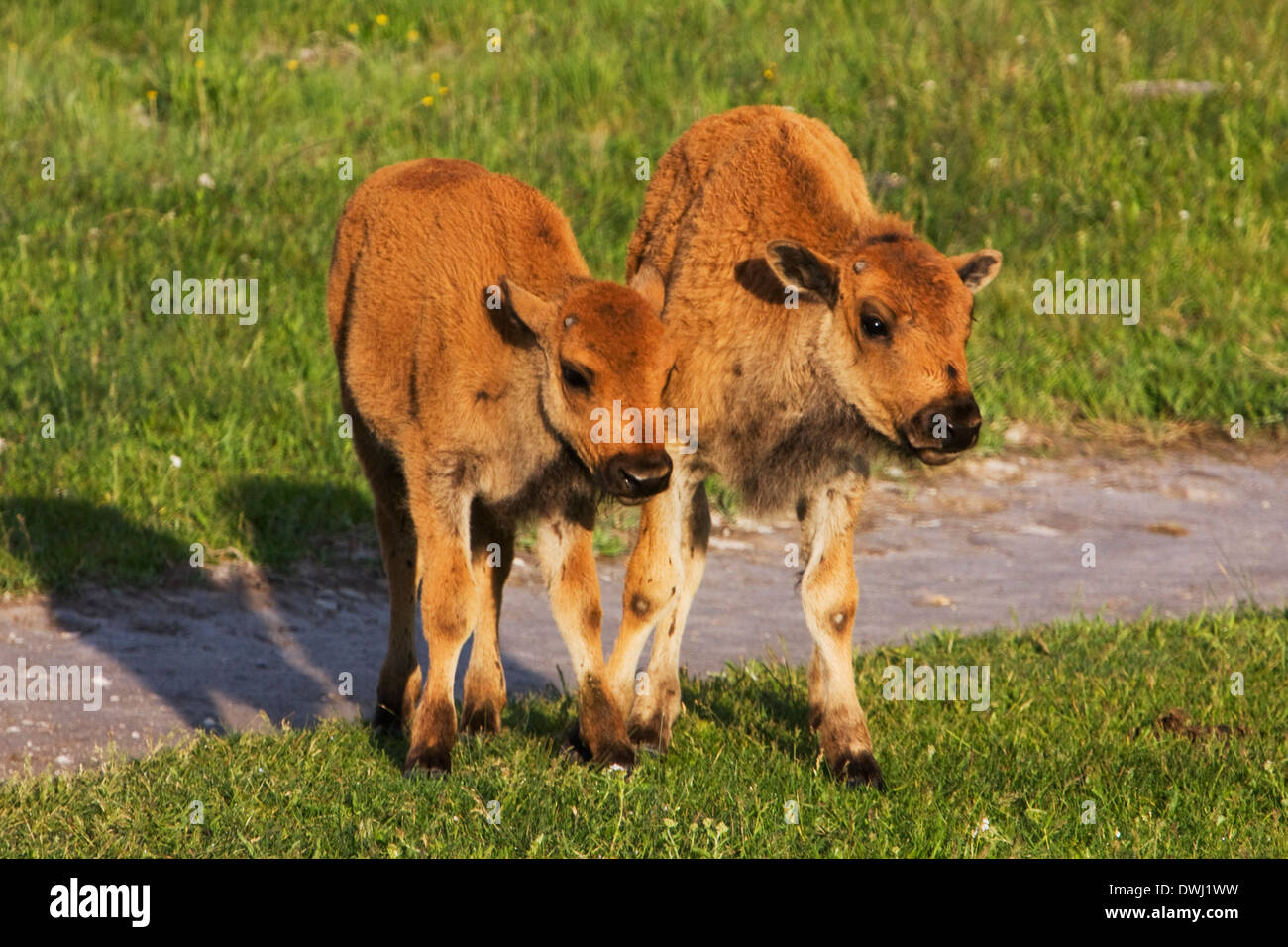 Baby bison hi-res stock photography and images - Alamy