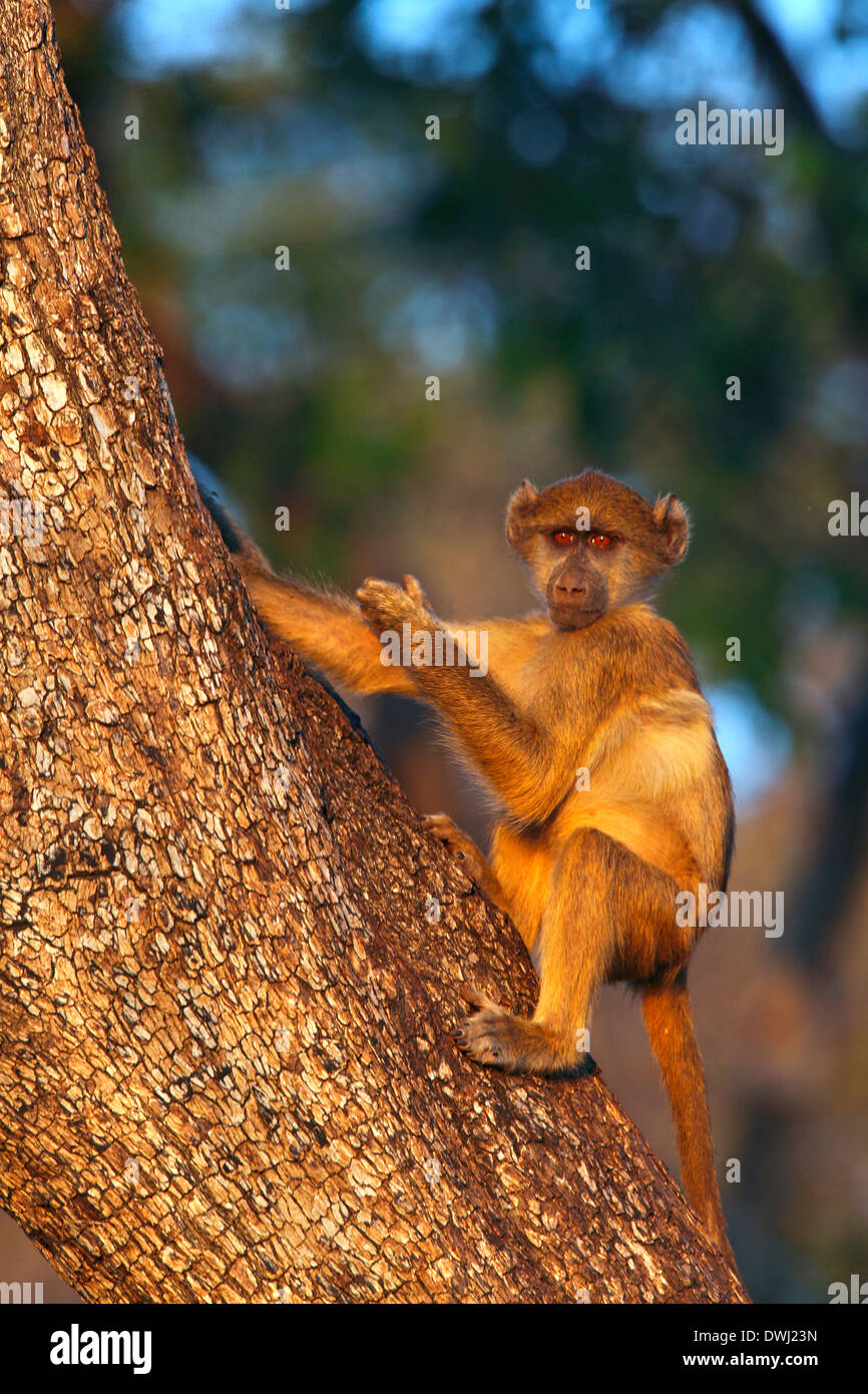 Vervet Monkey (Cercopithecus aethiops) in the late afternoon sunlight ...