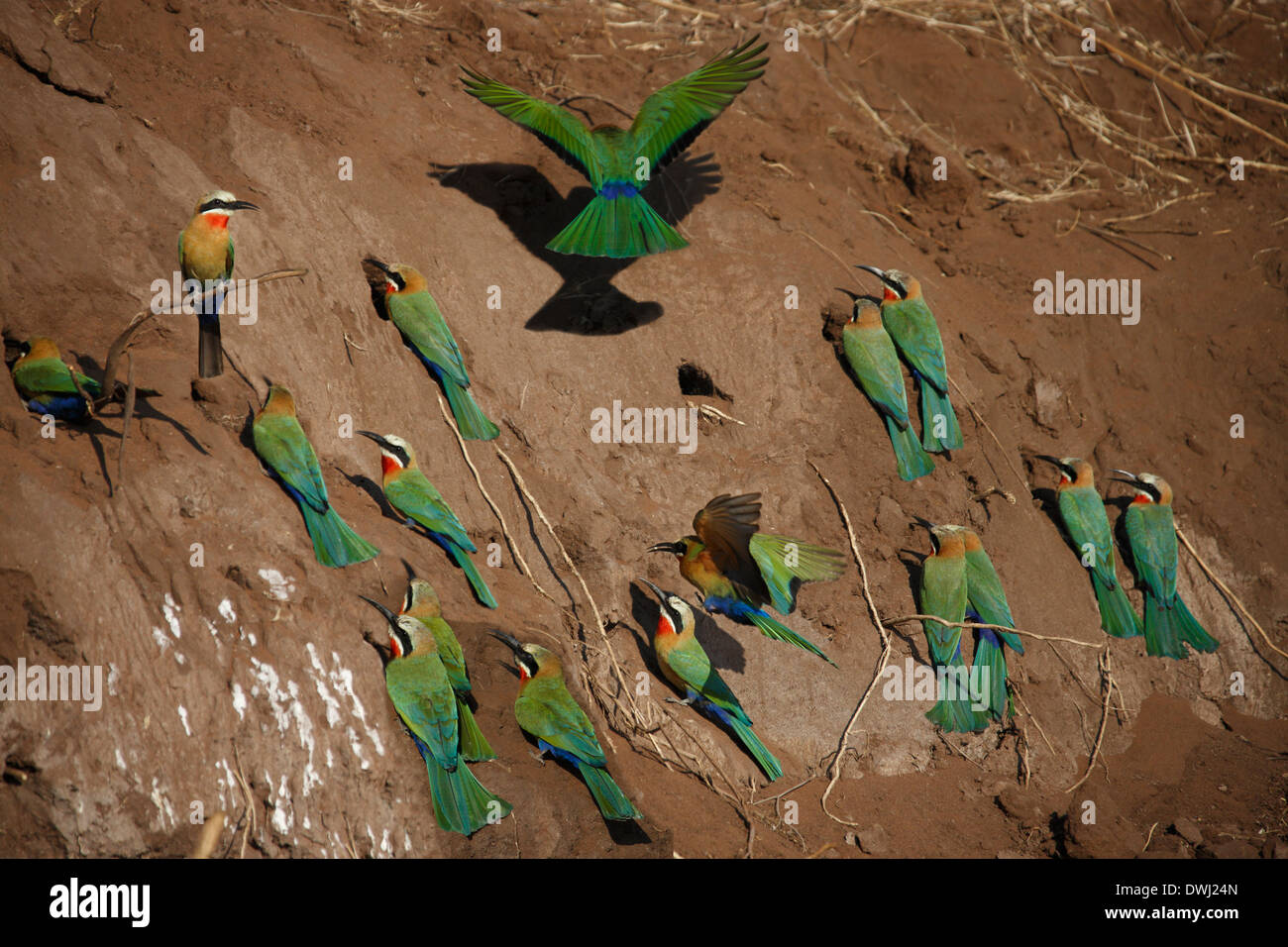 Group of White-fronted Bee-Eaters on banks of the Chobe River in ...