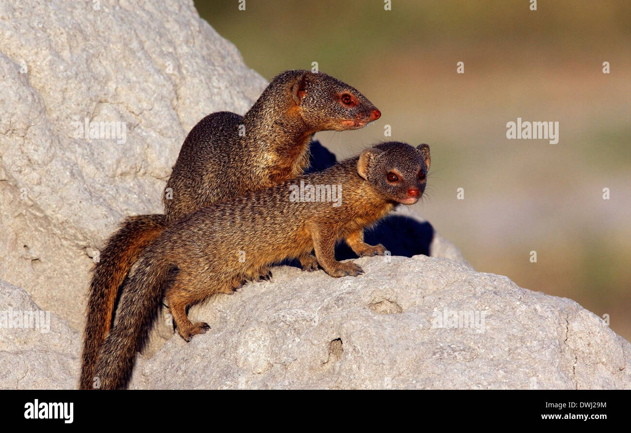 Slender Mongoose (Galerella sanguinea) in the Savuti area of Botswana ...