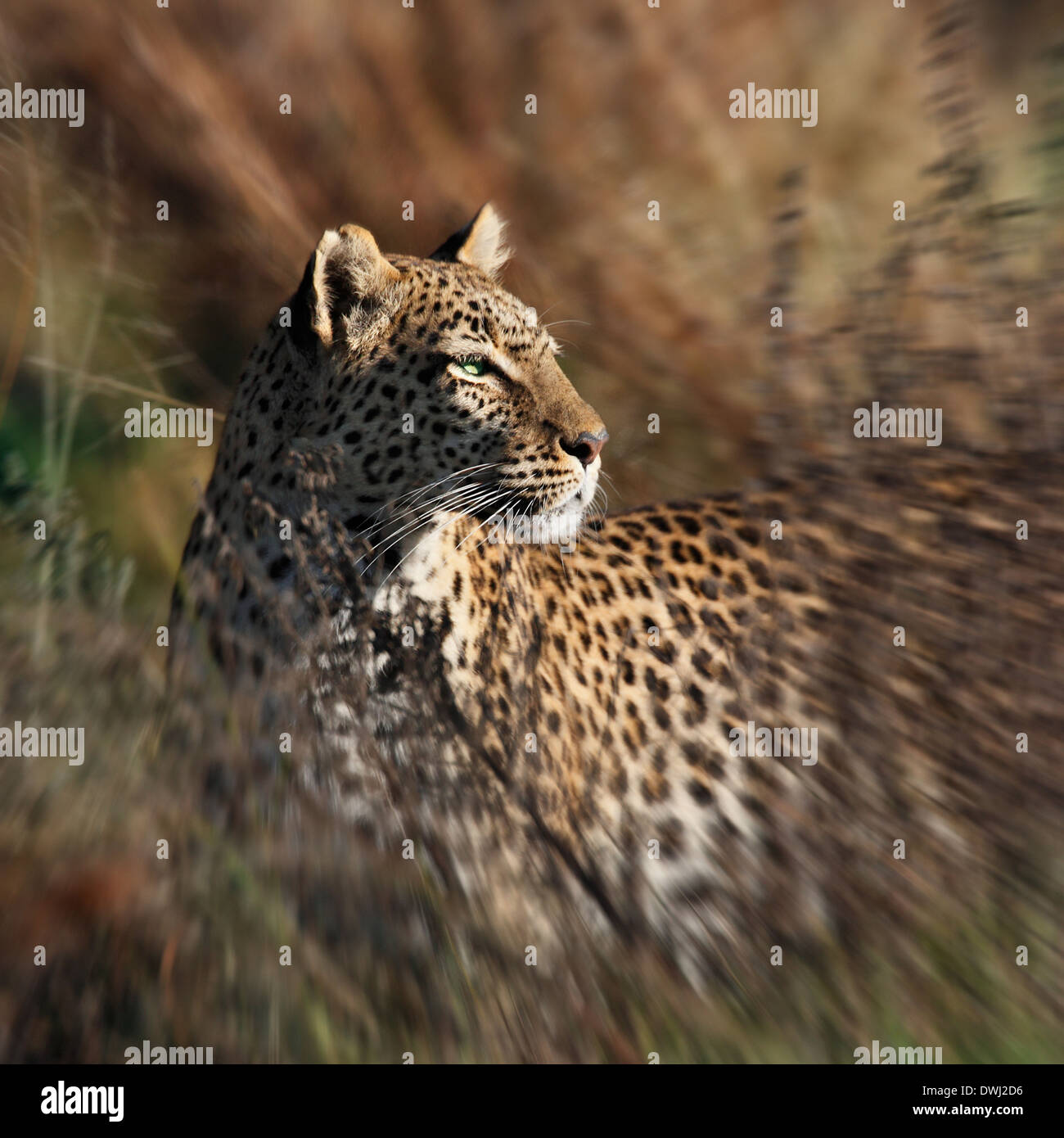 An adult female Leopard (Panthera pardus) hunting in the Savuti area of ...