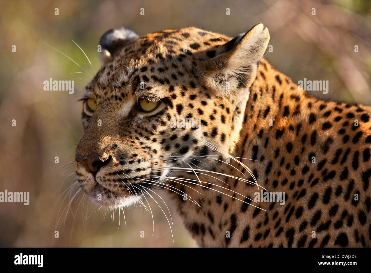 An adult female Leopard (Panthera pardus) in the Savuti area of ...