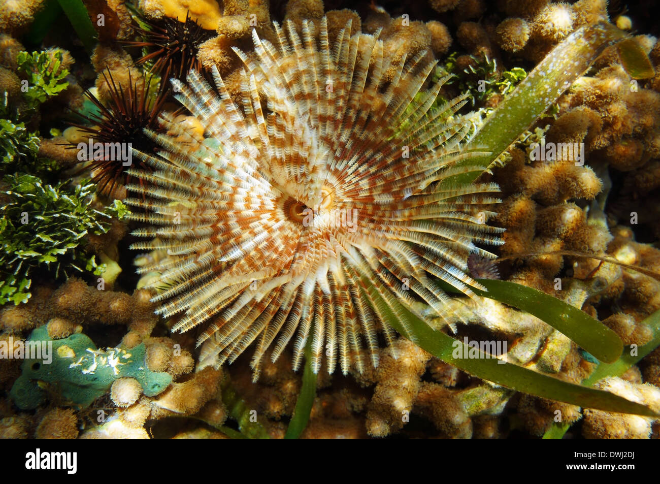 Closeup view of a Magnificent feather duster worm in the Caribbean sea ...