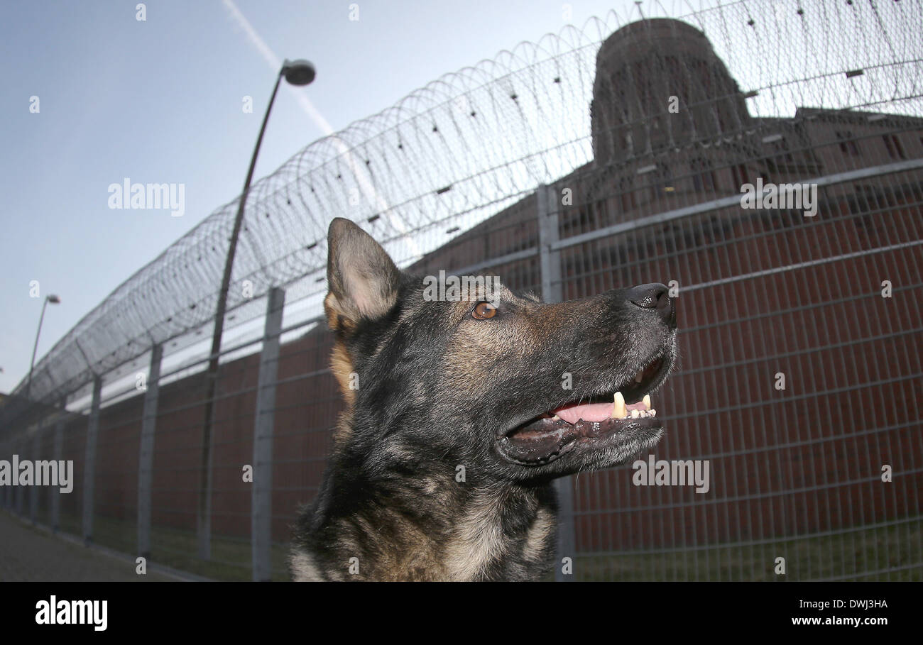 Drug sniffer dog hi-res stock photography and images - Alamy