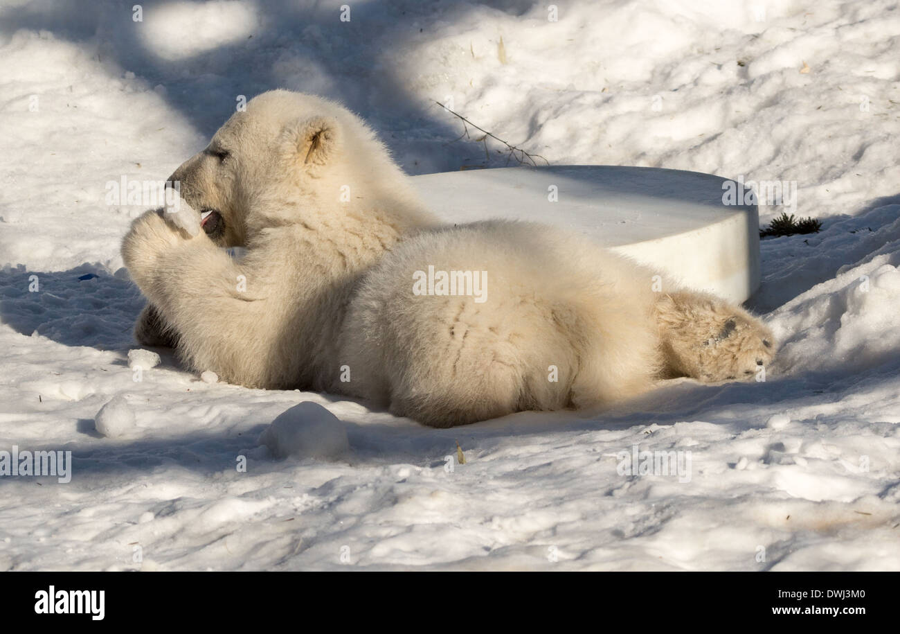 Humphrey the Polar Bear Cub at The Toronto Zoo Stock Photo - Alamy