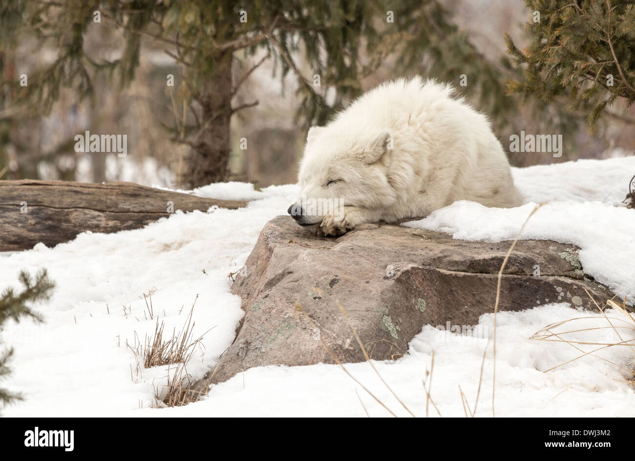 Arctic Wolf Sleeping on a Rock In The Snow Stock Photo - Alamy