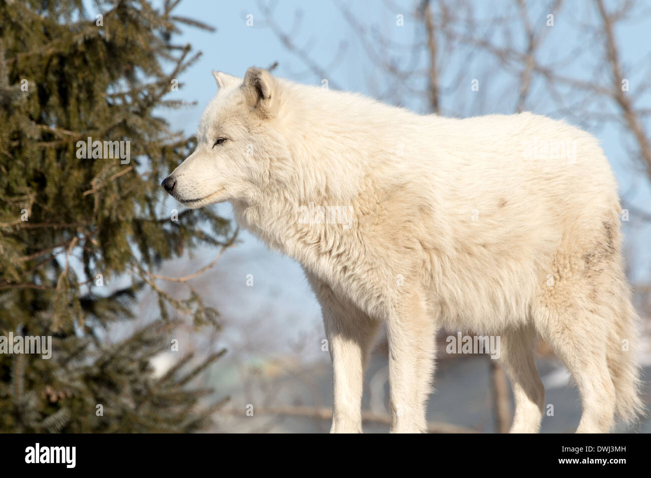 Arctic wolf standing in trees hi-res stock photography and images - Alamy