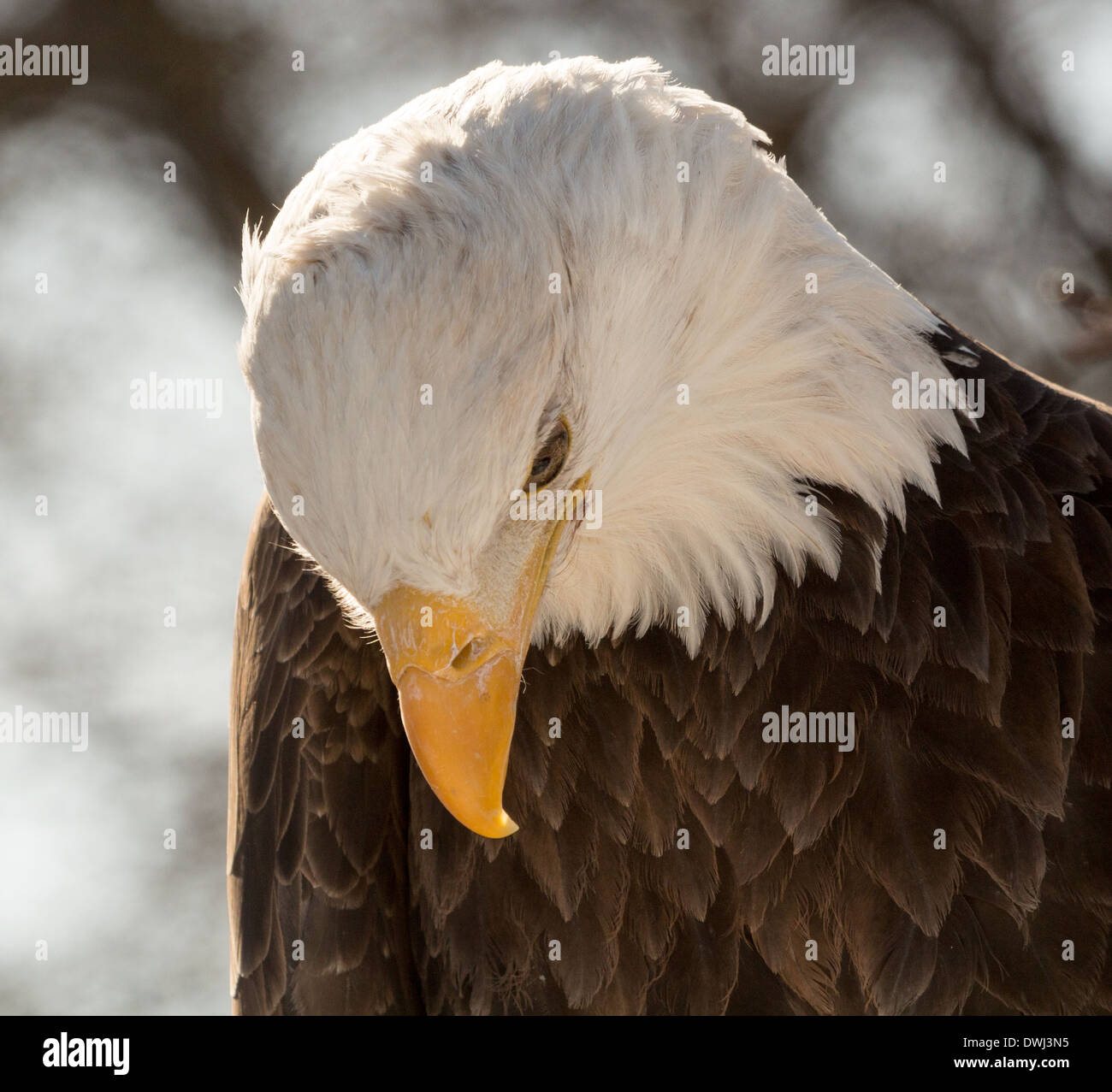 32 year old male Bald Eagle at the Toronto Zoo Stock Photo - Alamy