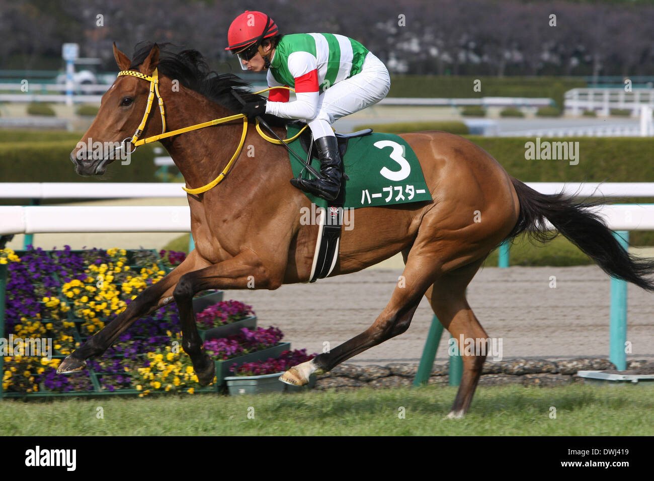 Hyogo, Japan. 8th Mar, 2014. Harp Star (Yuga Kawada) Horse Racing ...