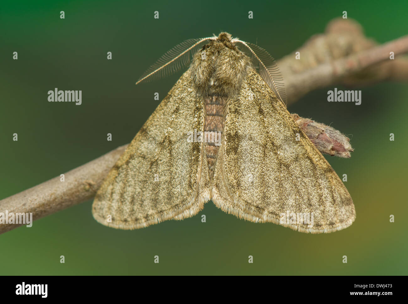 Phigalia High Resolution Stock Photography and Images - Alamy