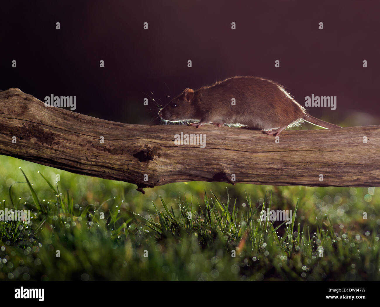 Brown Rat (Rattus norvegicus) running along fallen tree branch at night ...