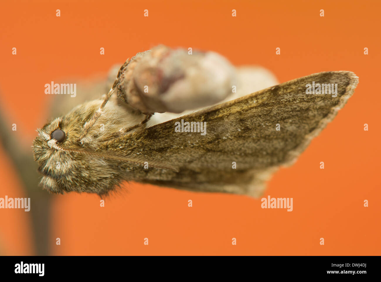 Phigalia hi-res stock photography and images - Alamy