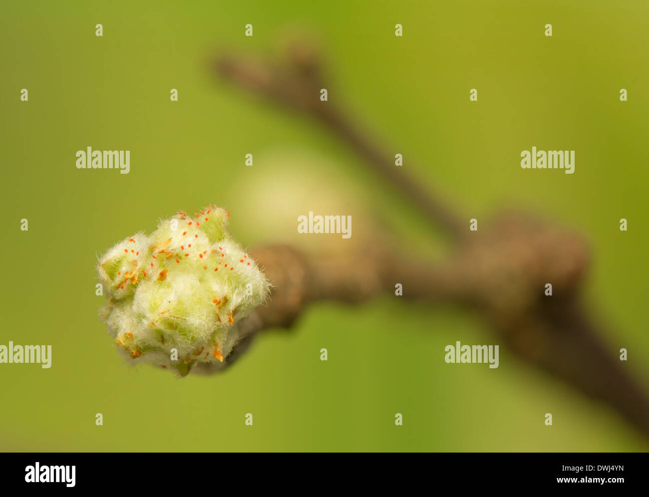 Bud twig hi-res stock photography and images - Alamy