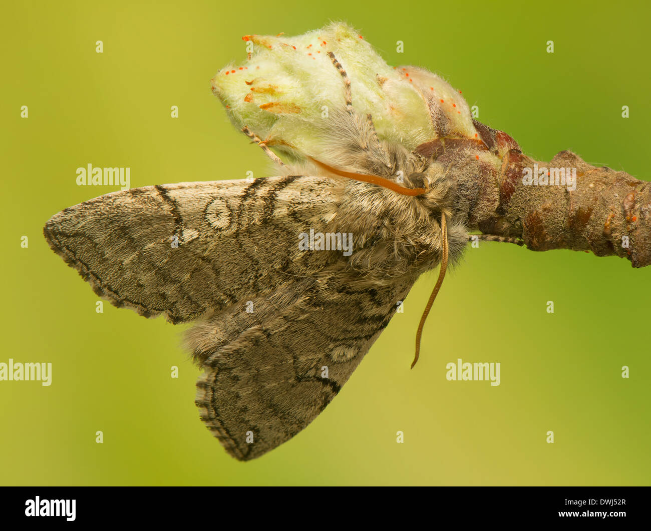 Achlya hi-res stock photography and images - Alamy