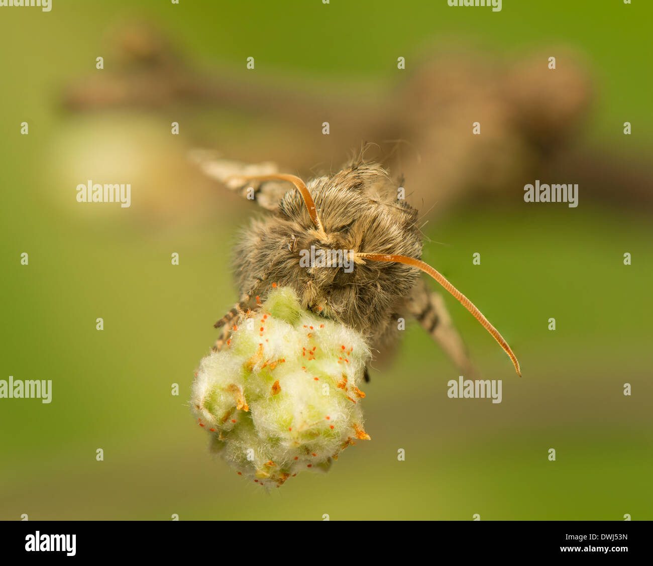 Achlya hi-res stock photography and images - Alamy