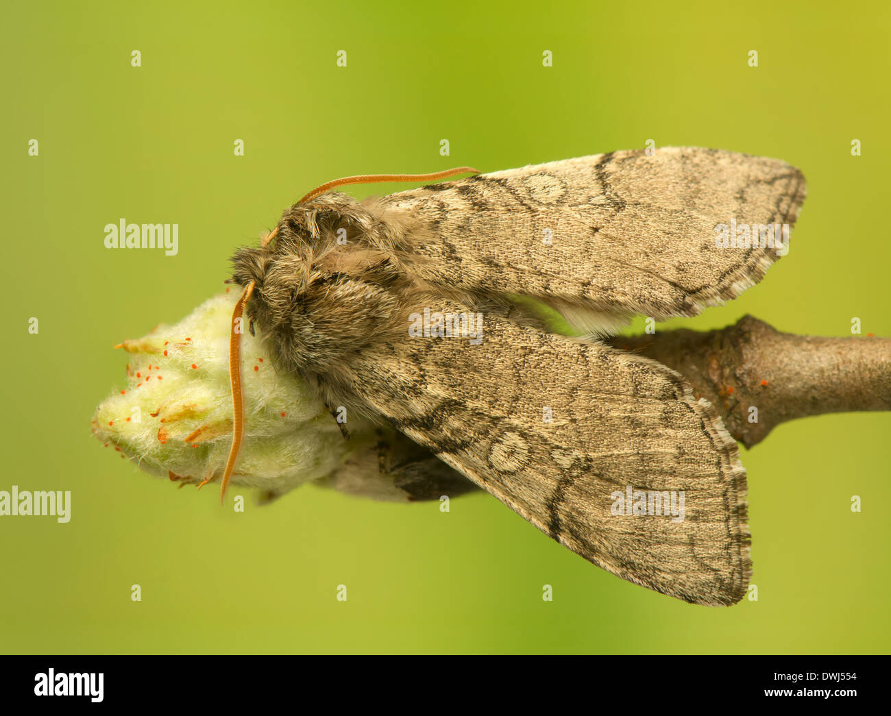 Achlya hi-res stock photography and images - Alamy