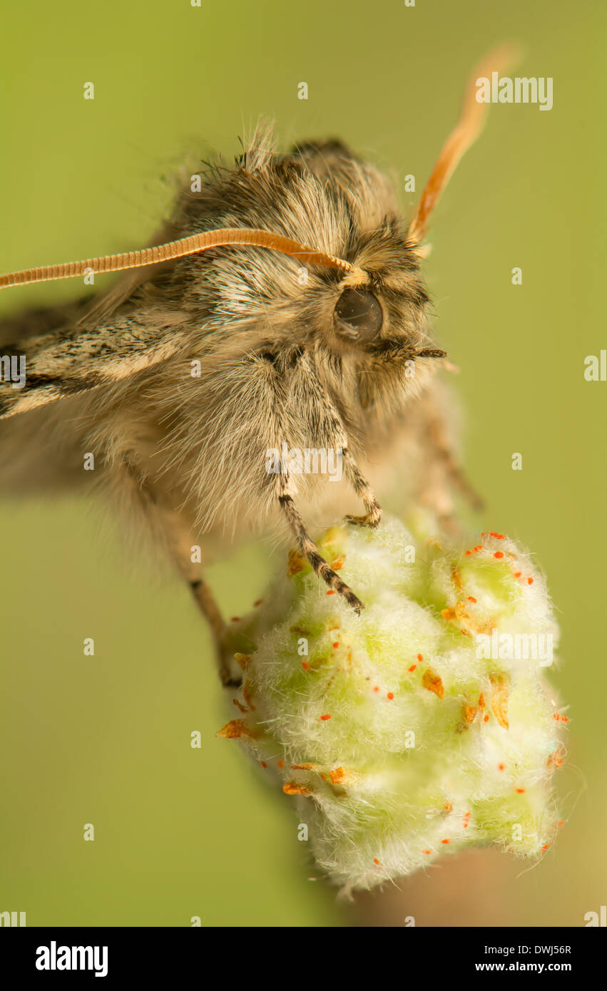 Achlya hi-res stock photography and images - Alamy